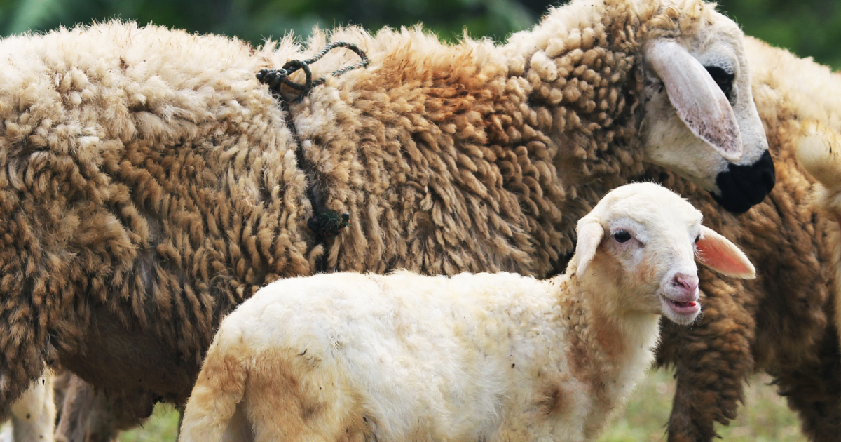 Animal sacrifice and its critics between past and present – News ...