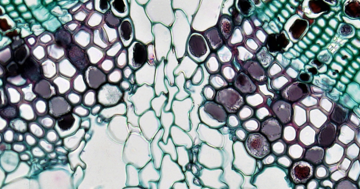 Basic Cell Biology – News – CIVIS - A European University Alliance