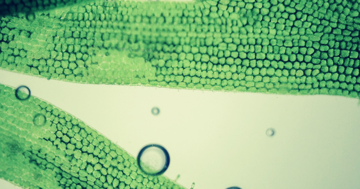 Use of autotrophic and heterotrophic microorganisms for biofuel ...