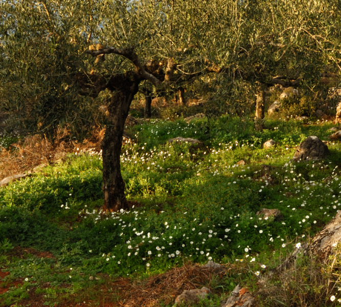 CIVIS courses – CIVIS - A European Civic University