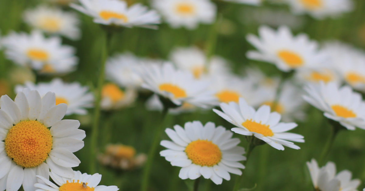 Info Session: Micro-Programme on Global Awareness – News – CIVIS - A ...