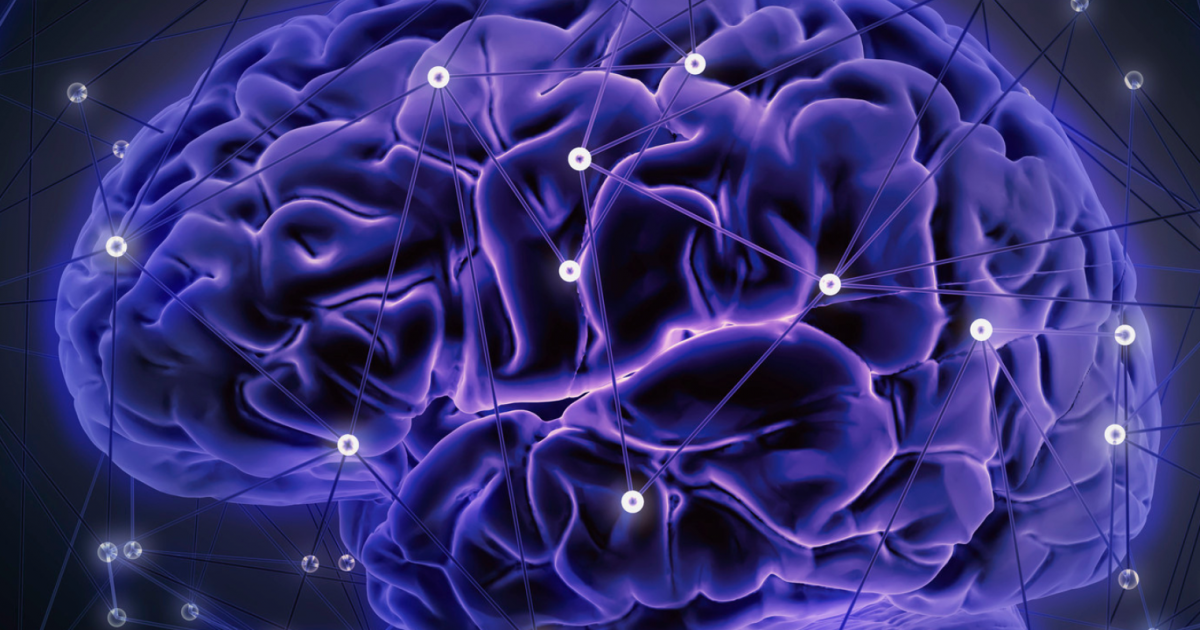 Functional Neuroanatomy: an overview of the main brain systems – News ...