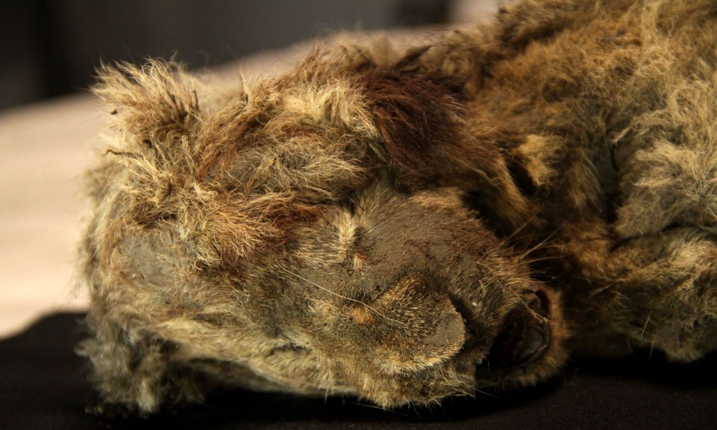 Ancient genomes reveal the unique history of the extinct cave lion ...